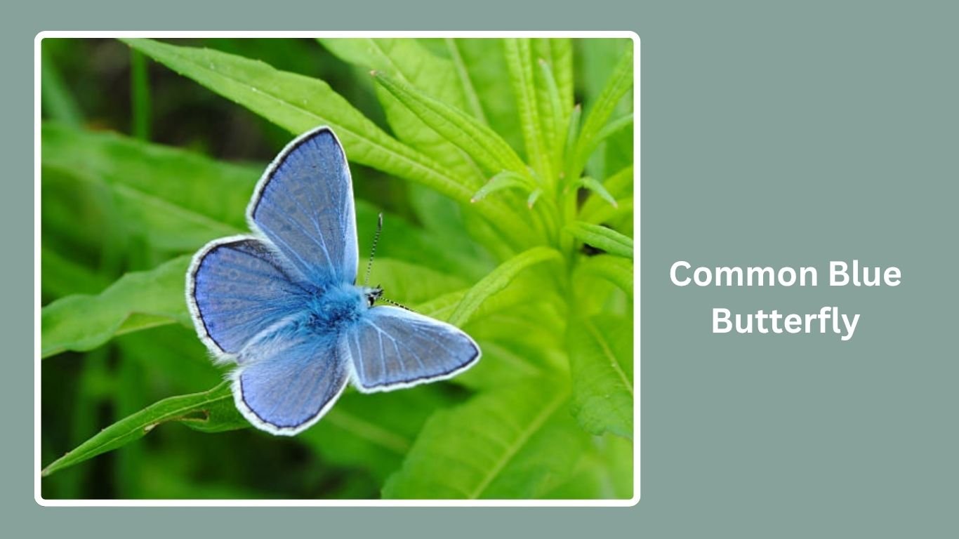17 Types of Blue Butterflies: Identification With Pictures