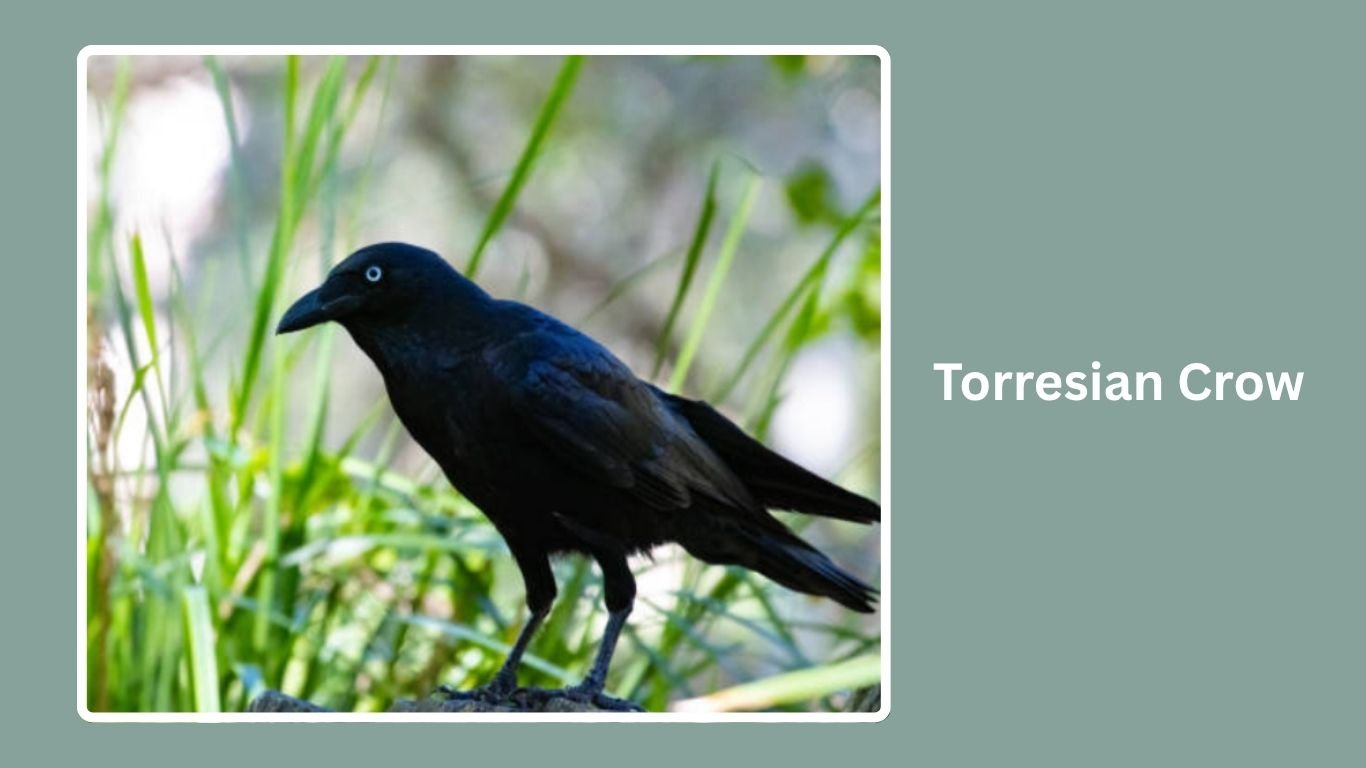 21 Australian Common Birds: Identification With Pictures