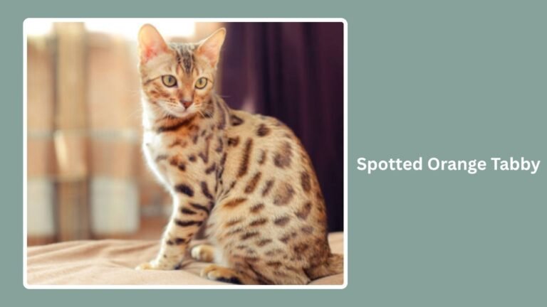 7 Types of Orange Tabby Cats: Patterns, Colors, & More