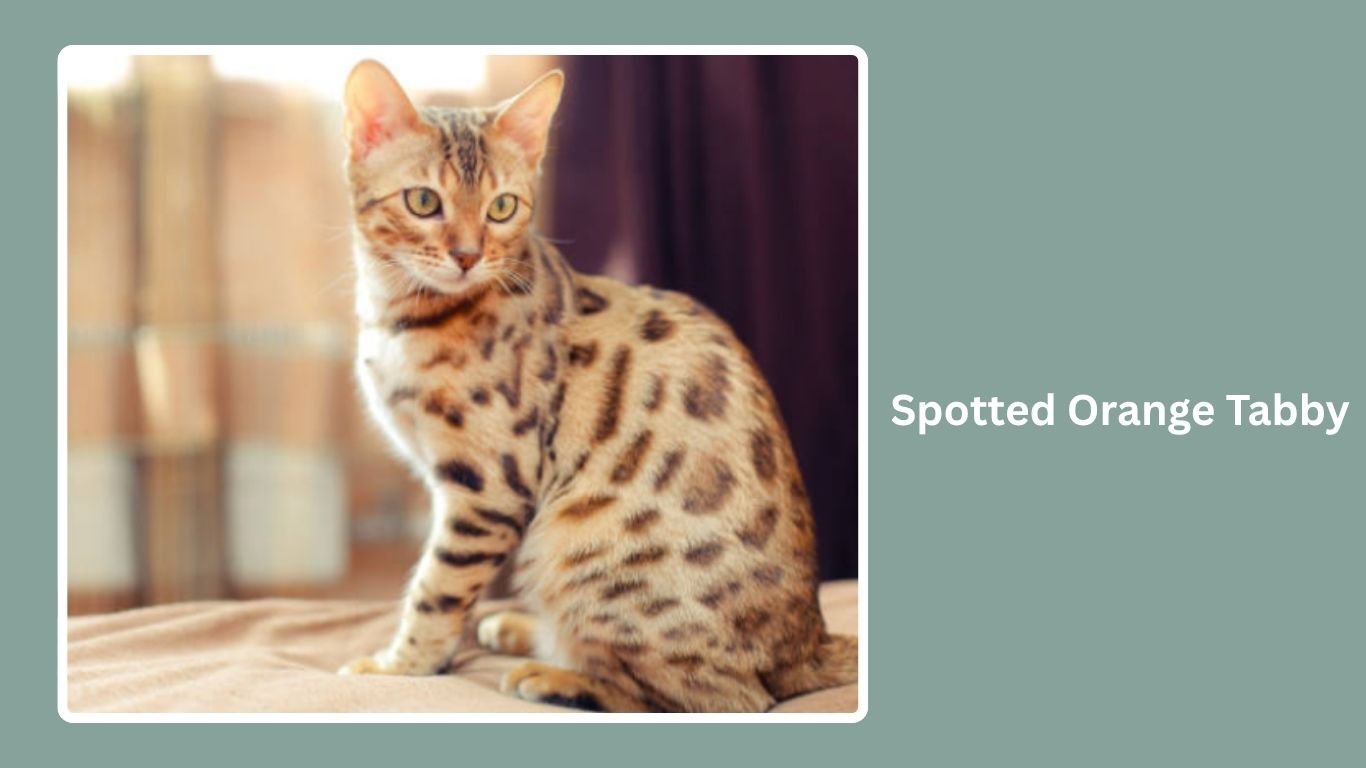 7 Types of Orange Tabby Cats: Patterns, Colors, & More