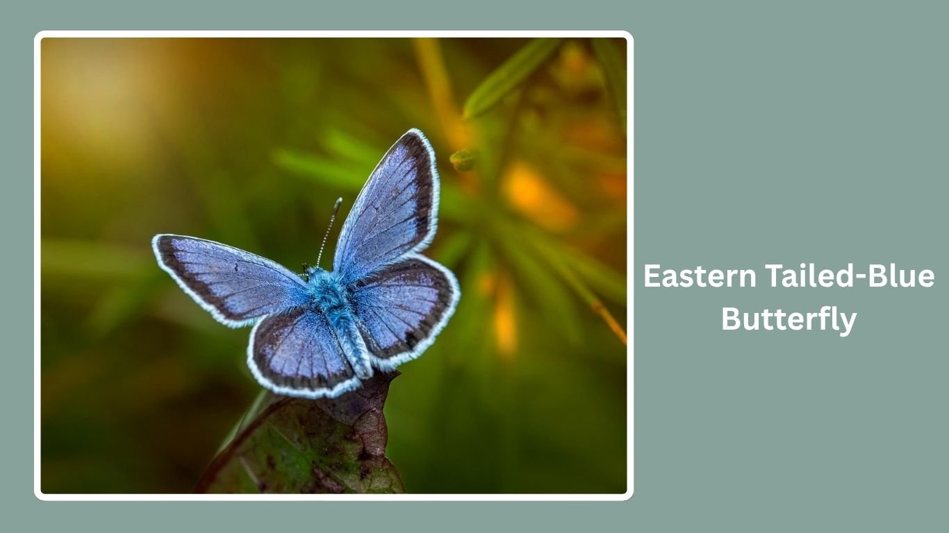 17 Types of Blue Butterflies: Identification With Pictures