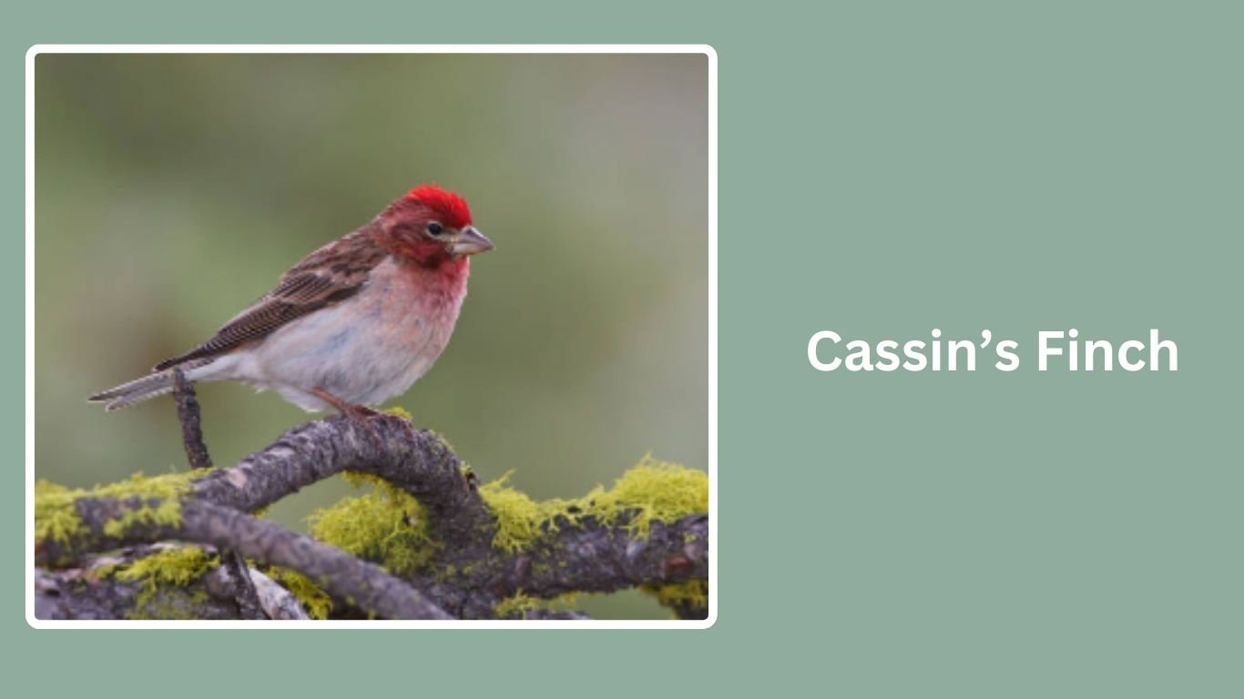 7 Grey Birds With Red Head: Identification with Pictures