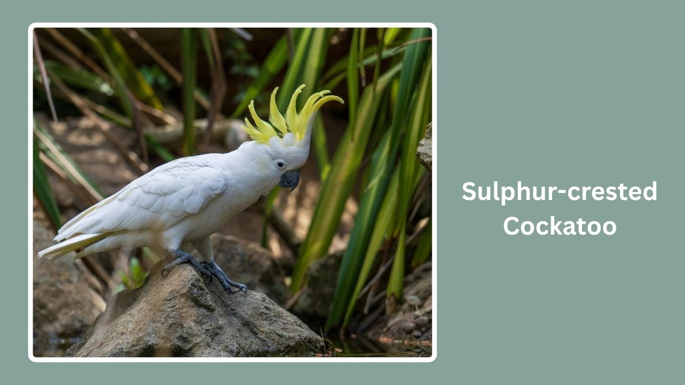 21 Australian Common Birds: Identification With Pictures