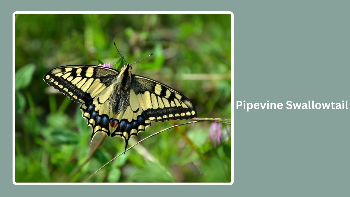 17 Types of Blue Butterflies: Identification With Pictures