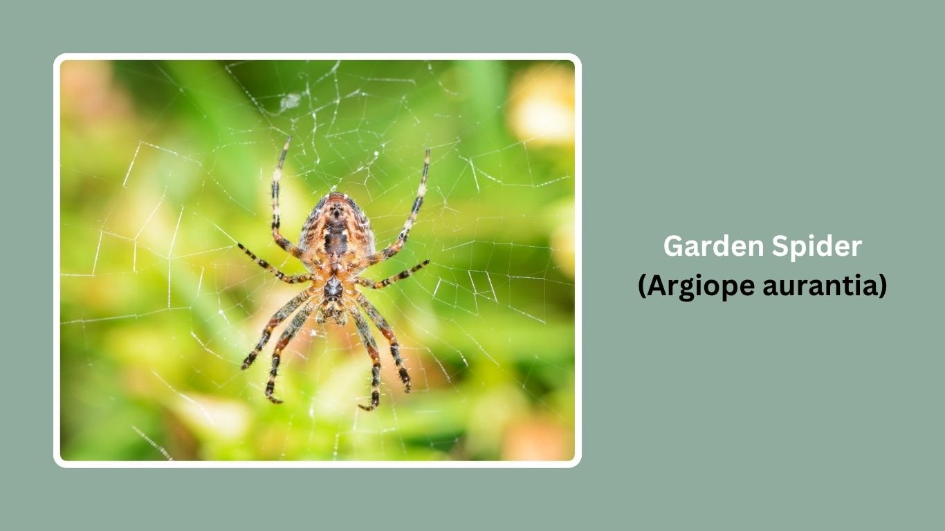 24 Common House Spiders: Identification With Pictures