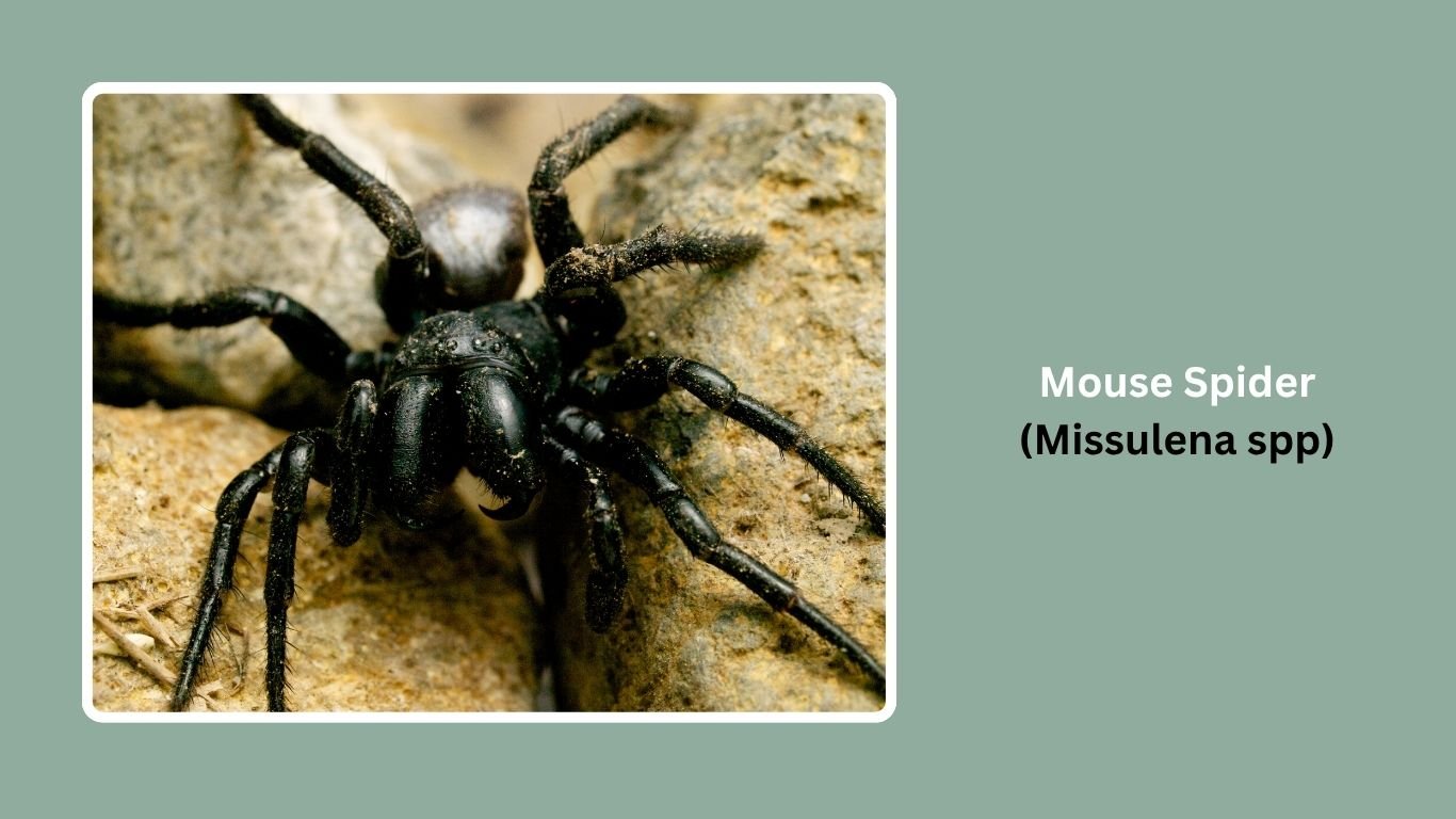 24 Common House Spiders: Identification With Pictures
