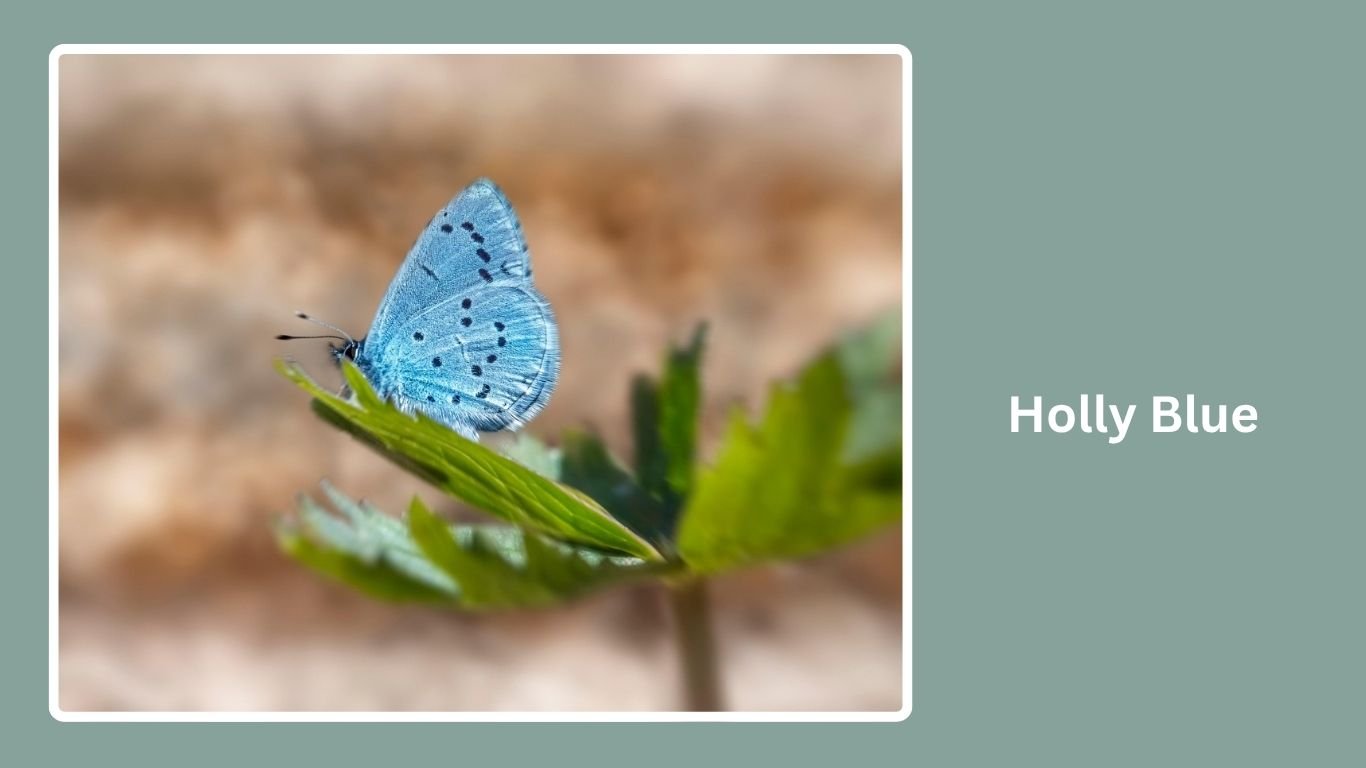 17 Types of Blue Butterflies: Identification With Pictures