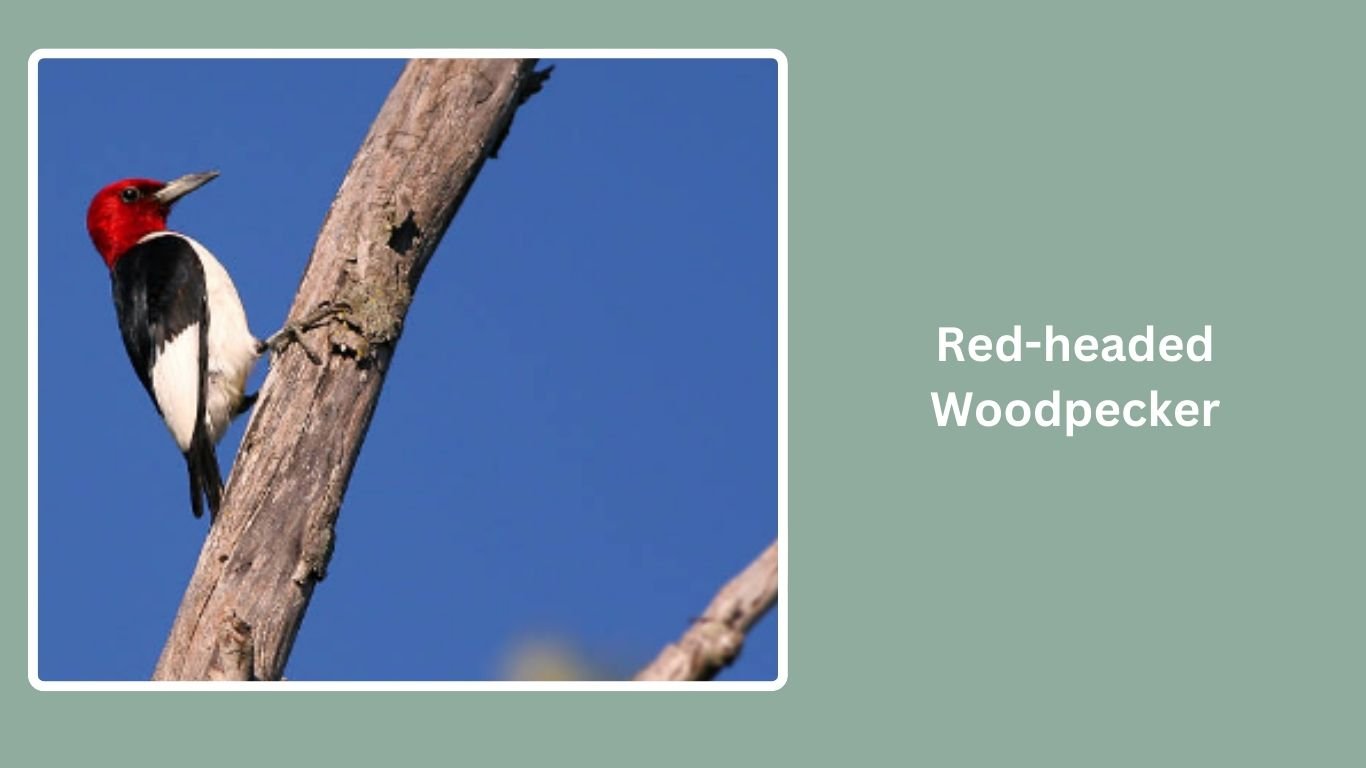 7 Grey Birds With Red Head: Identification with Pictures