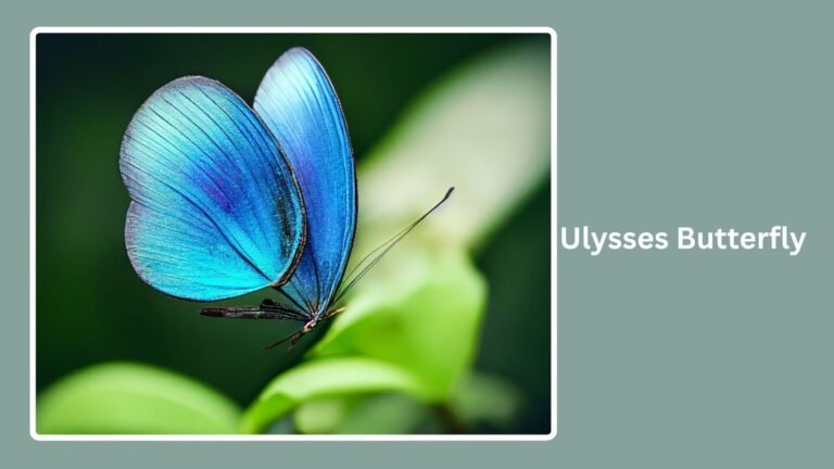 17 Types of Blue Butterflies: Identification With Pictures