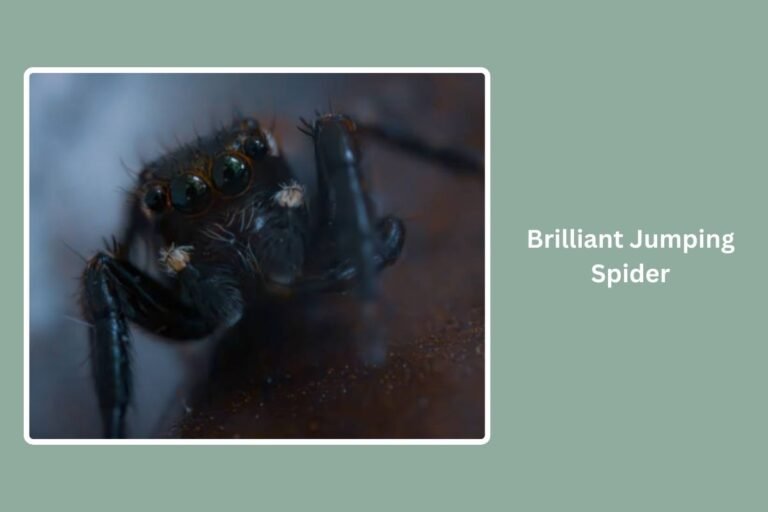 12 Types of Jumping Spiders: Identification with Pictures