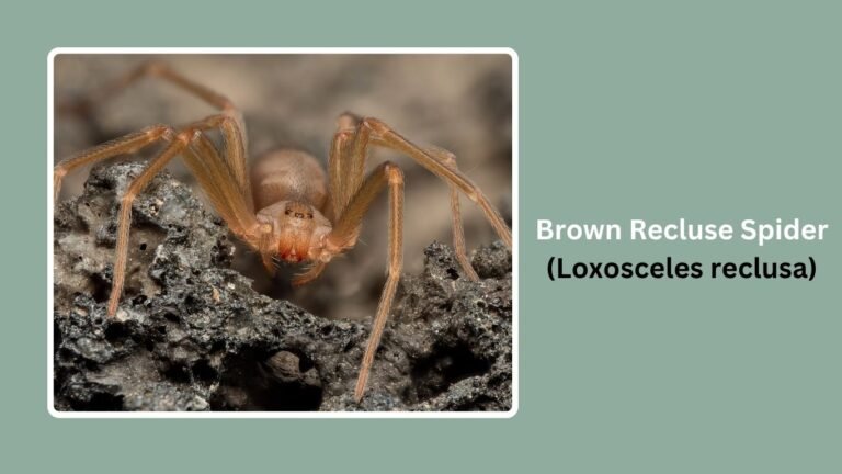 24 Common House Spiders: Identification With Pictures