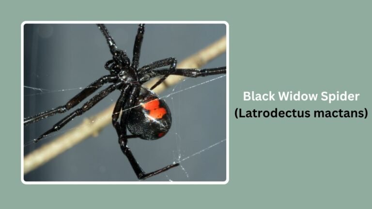 24 Common House Spiders: Identification With Pictures
