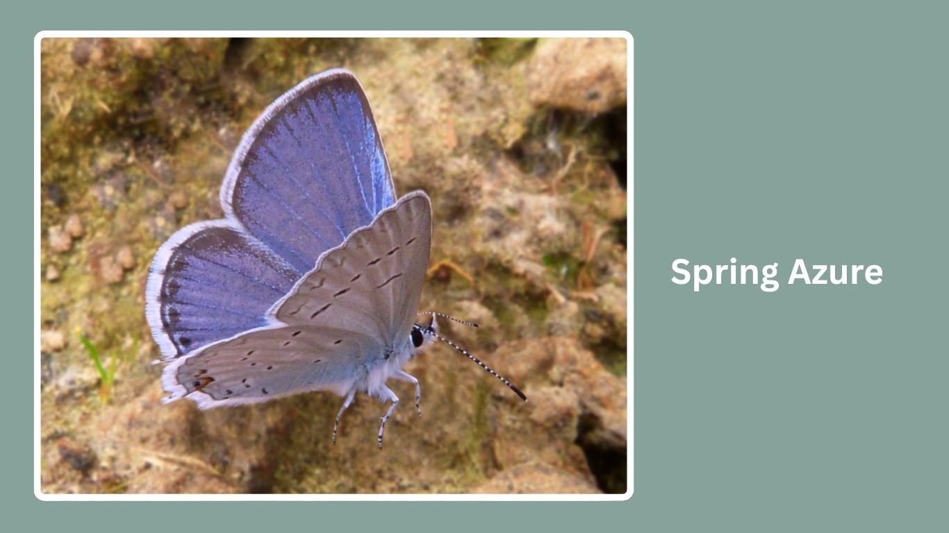 17 Types of Blue Butterflies: Identification With Pictures