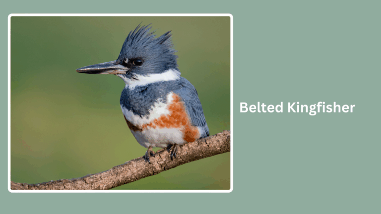 25 Birds That Found in Texas: Identification With Pictures