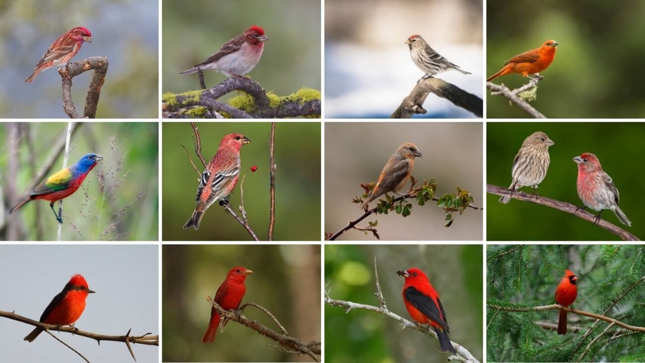12 Red Birds of North America: Identification With Pictures