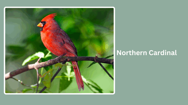 25 Birds That Found in Texas: Identification With Pictures