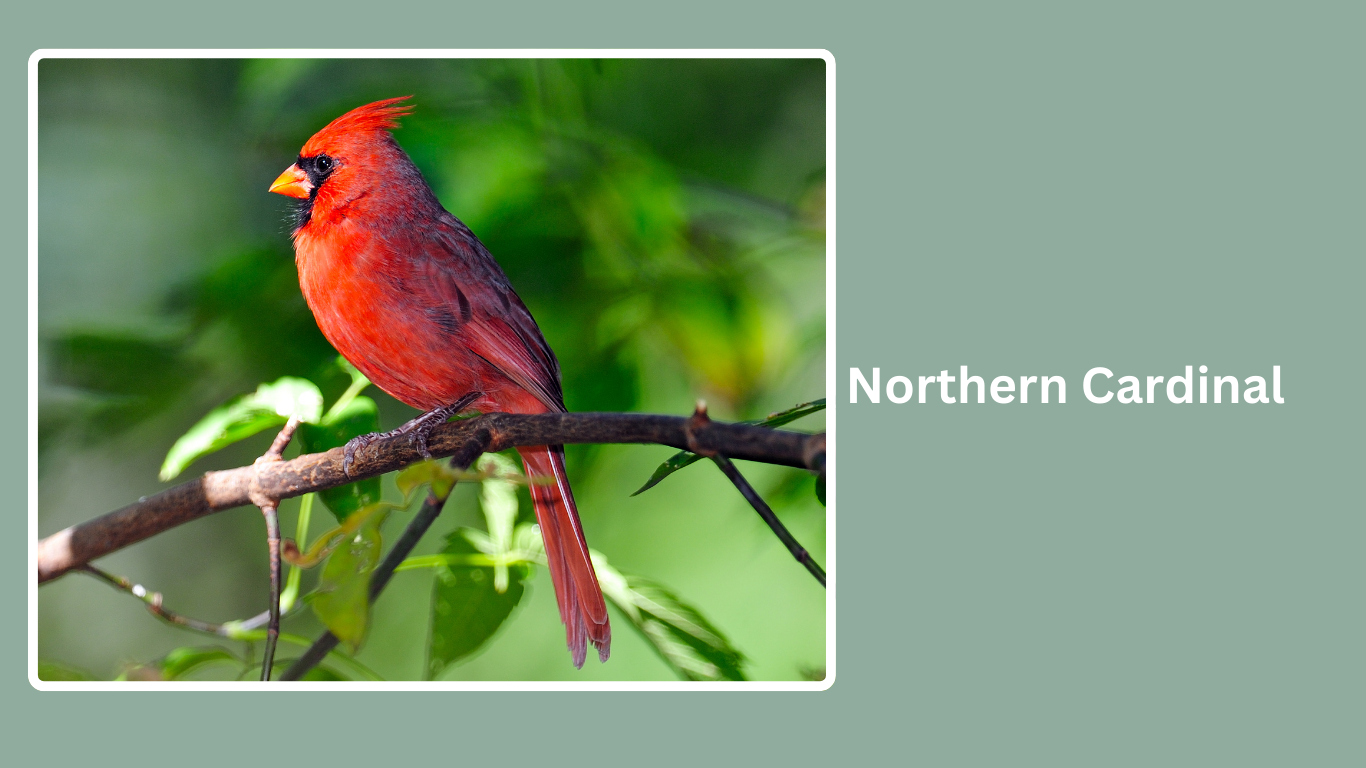 25 Birds That Found in Texas: Identification With Pictures