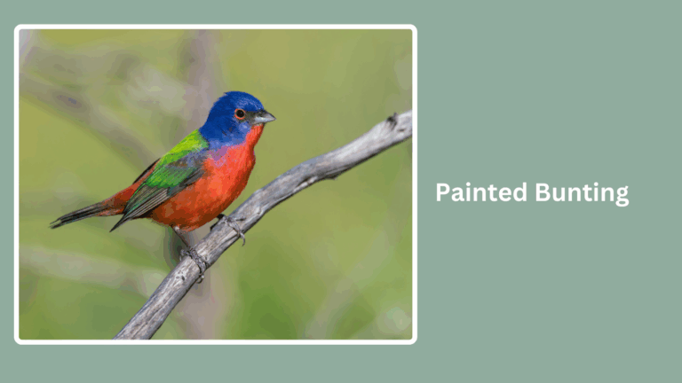 25 Birds That Found in Texas: Identification With Pictures