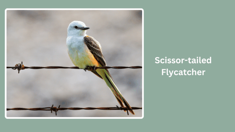 25 Birds That Found in Texas: Identification With Pictures