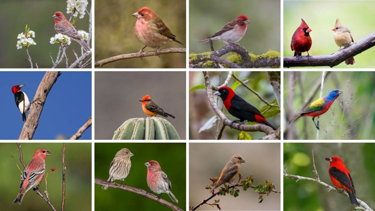 7 Grey Birds With Red Head: Identification with Pictures
