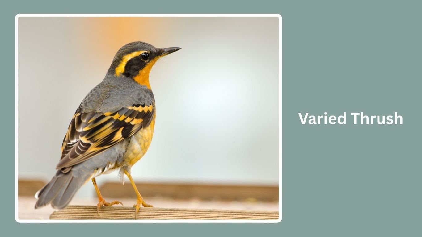 12 Birds That Look Like the American Robin (ID & Pictures)