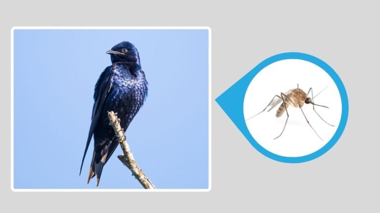 15 Birds That Eat Mosquitoes: Diet, Behavior, Identification