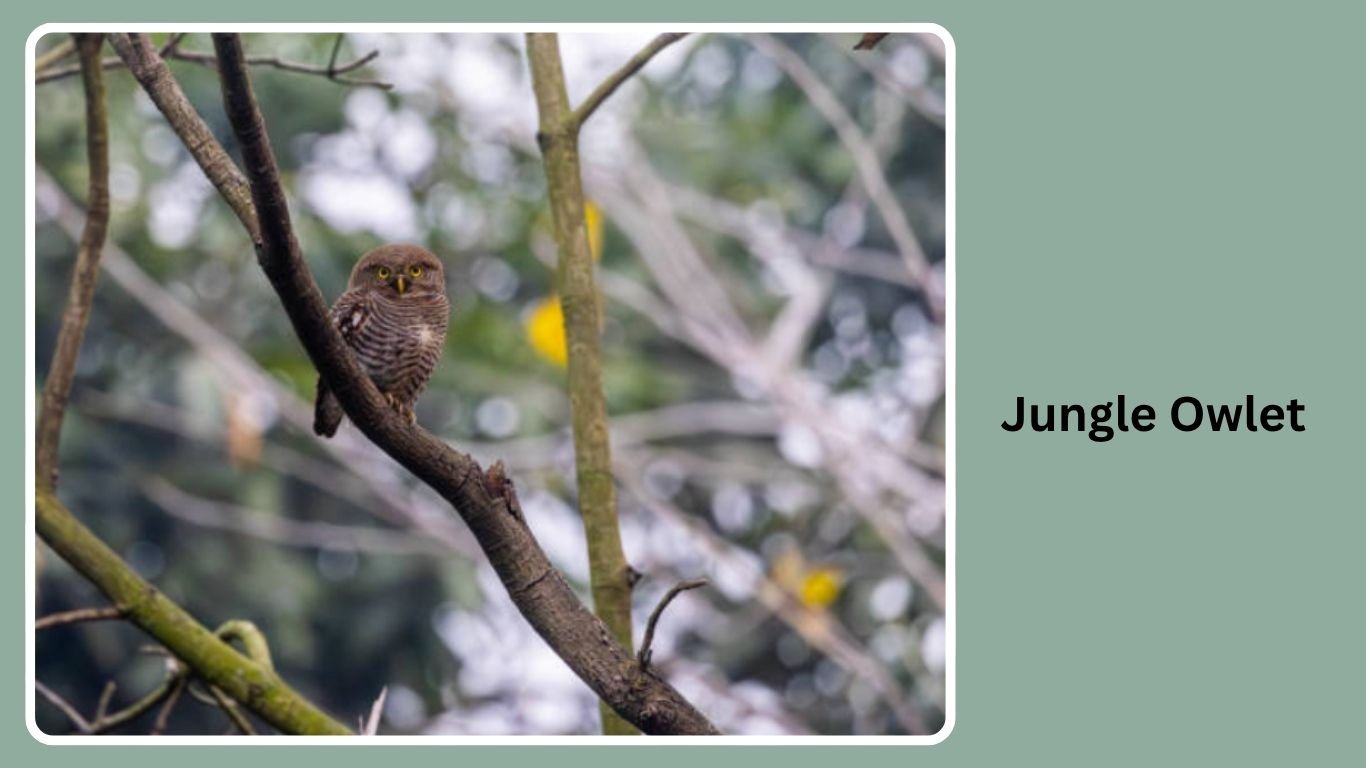 32 Types of Owls: Common species (Name With Picture)