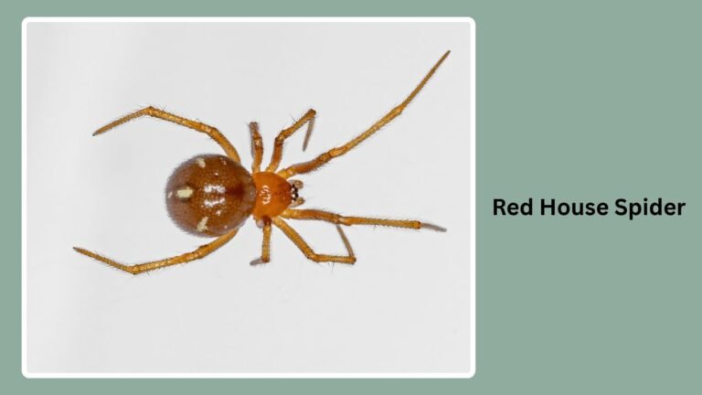 21 Types of Red Spiders (Identification By Images)