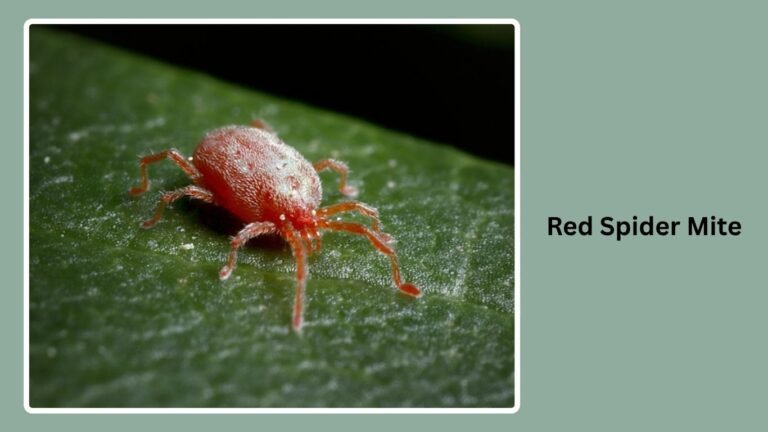 13 Types of Small Red Spiders: Identification With Name & Pictures