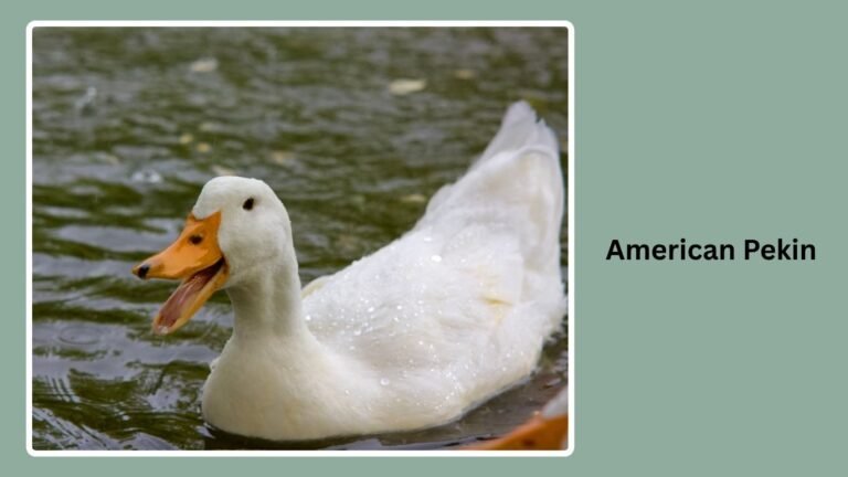 8 Types of Pekin Ducks: Identification with Pictures