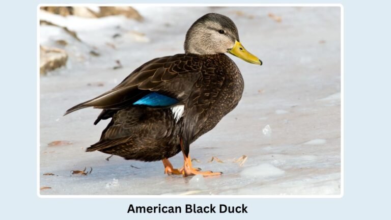 25 Types of Black Ducks: Identification with Name & Pictures