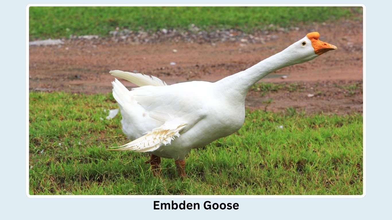14 Types of Completely White Geese (Identification & Growth Details)