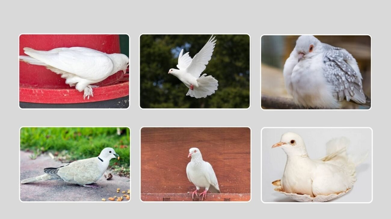 10 Types of White Dove Birds: Identificaton With Images