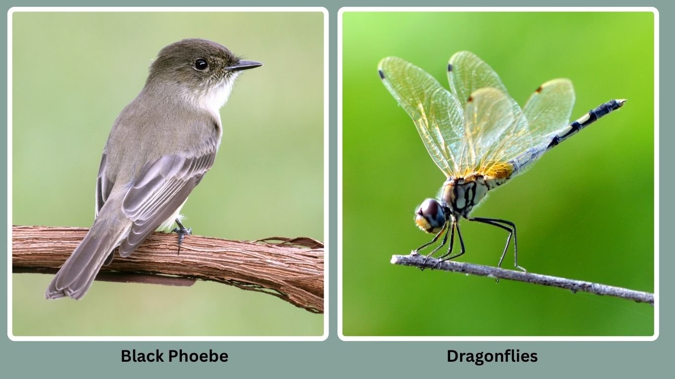 30 Birds That Eat Insects Only: Diet with name