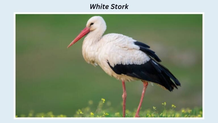 8 Types of White Stork Birds: Identification with Pictures