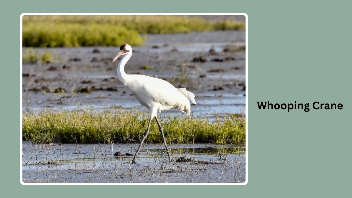 16 Types of Common Crane Birds: Identification with Images