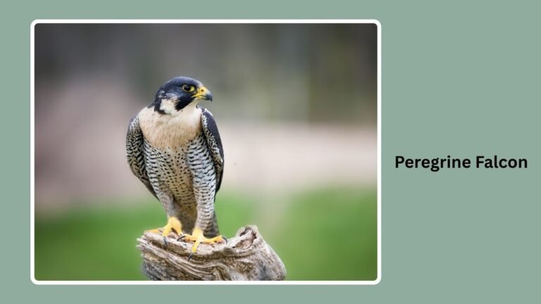 20 Types of Falcons Birds: Identification With Name & Images
