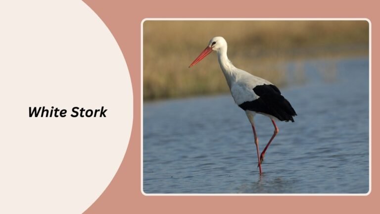 19 Types of Storks: Identification with Images and Features