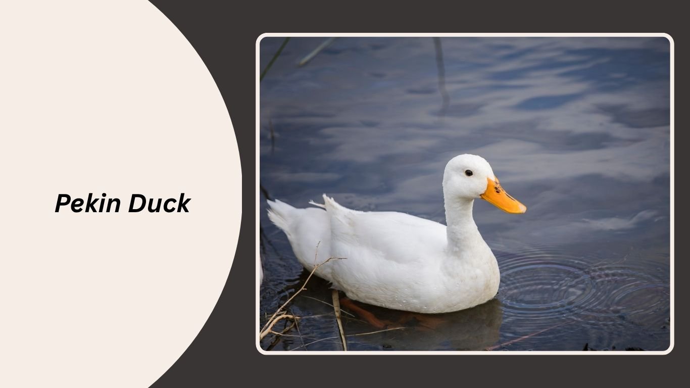 16 Types of Common Domestic Ducks: Identification with Pictures