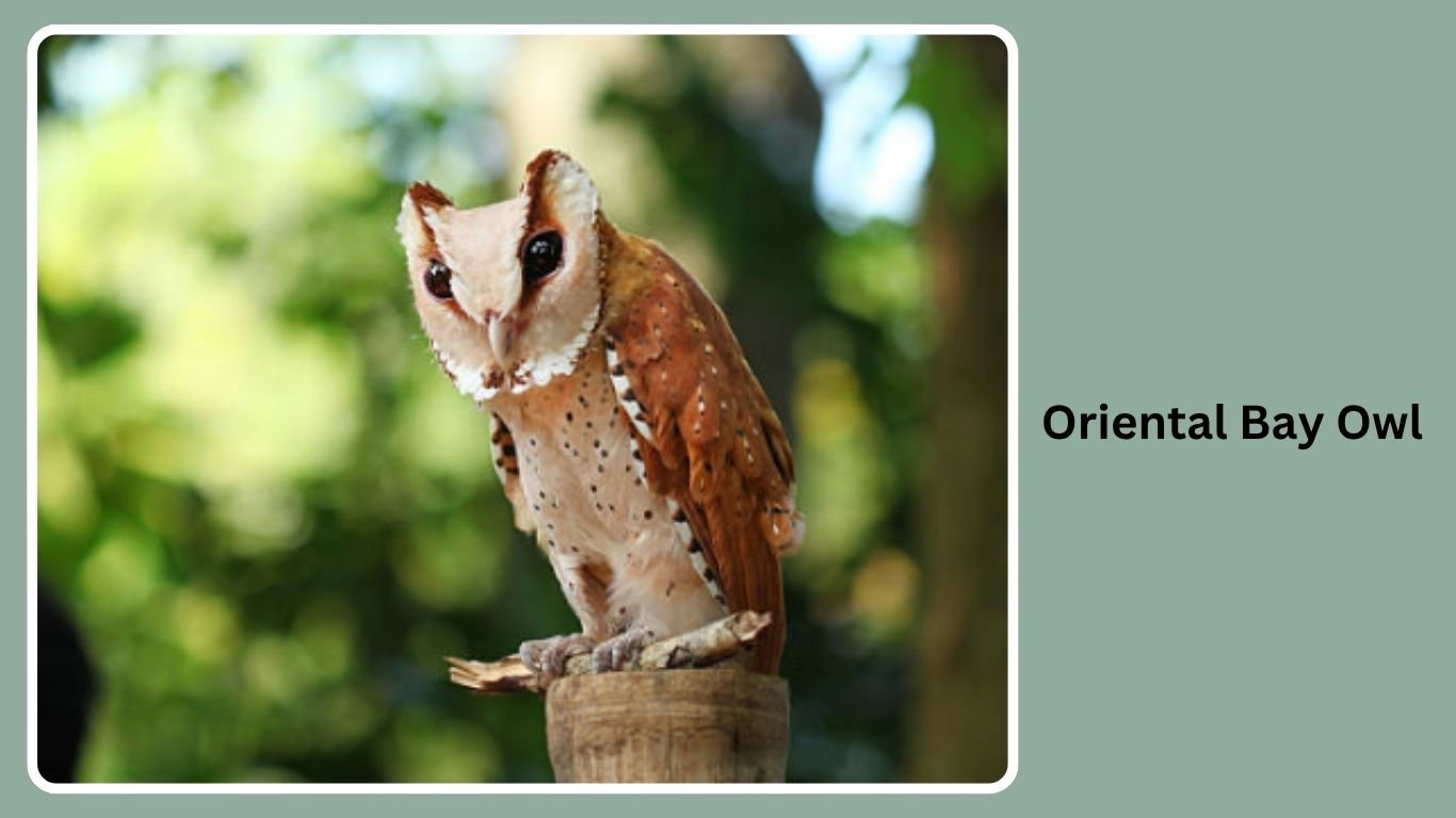 32 Types of Owls: Common species (Name With Picture)