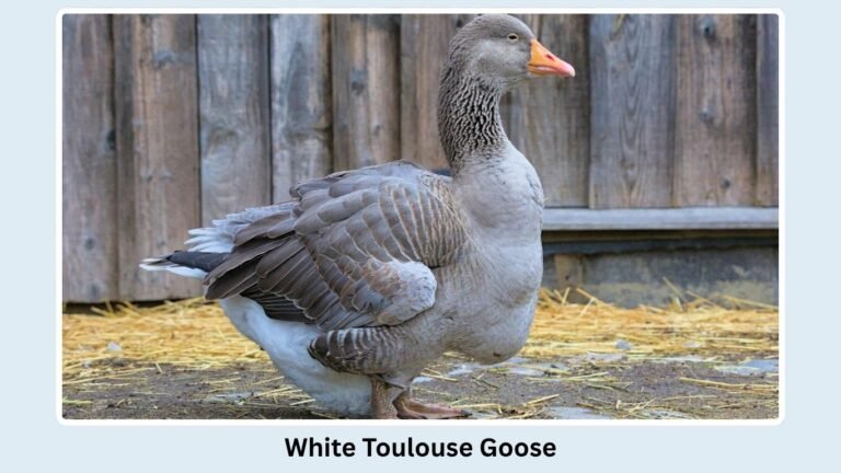 14 Types of Completely White Geese (Identification & Growth Details)