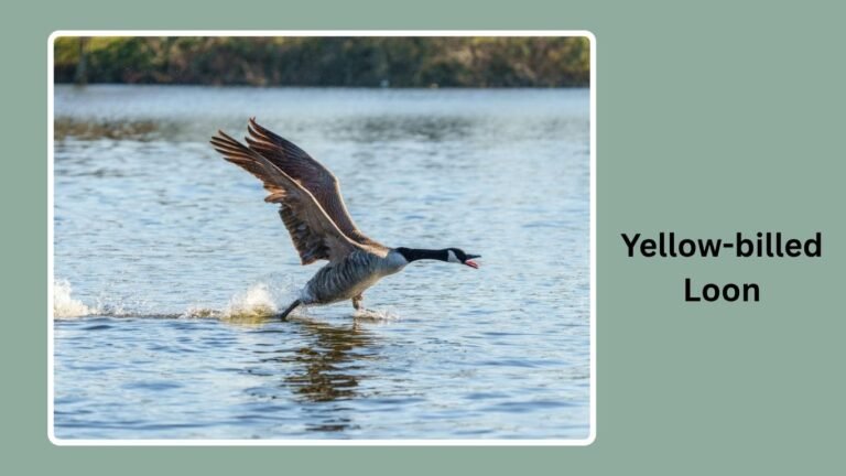 12 Types of Loons (Divers): Pictures, Regions & Identification