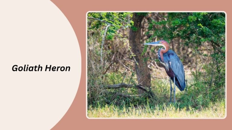 17 Common Types of Herons: Images, Traits, and Habitats