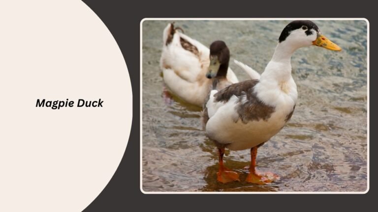 16 Types of Common Domestic Ducks: Identification with Pictures