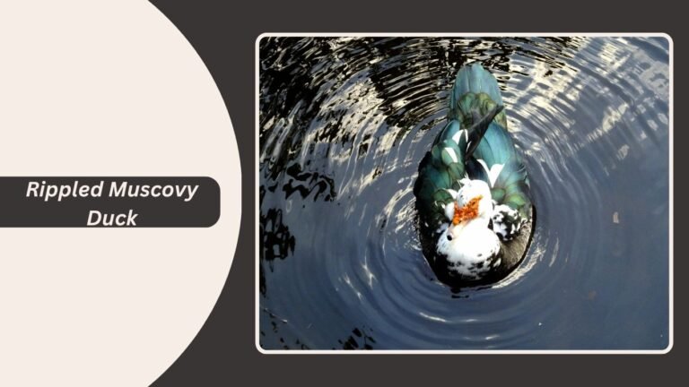 12 Types of Muscovy Ducks: Colors, Habitat, Behaviors & ID