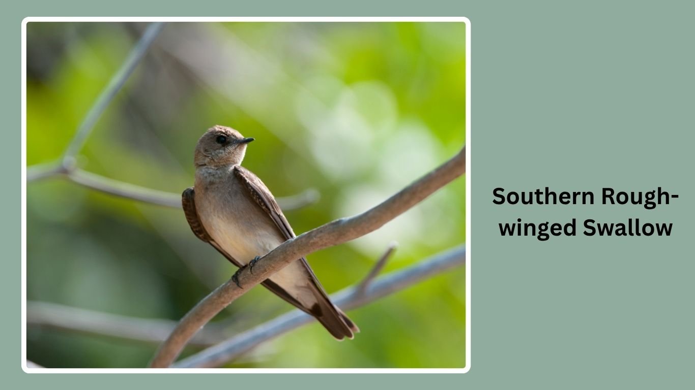 30 Types of Swallow Birds: Identification, Habits, and Nesting