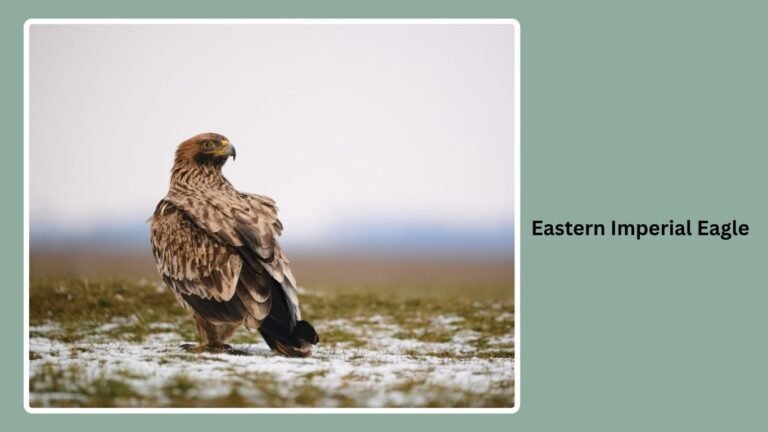 25 Types of Eagles Around the World: Identification With Picture