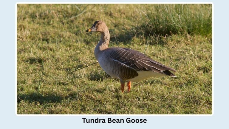 14 Black or Dark-Colored Geese Species: Identification with Images