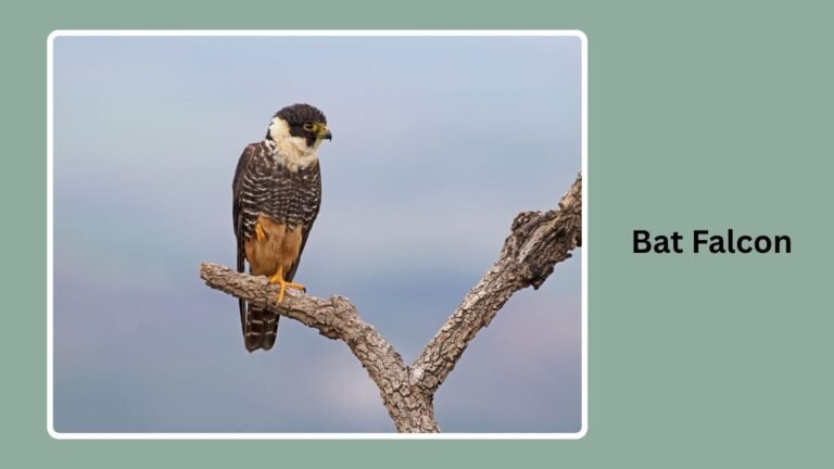 20 Types of Falcons Birds: Identification With Name & Images