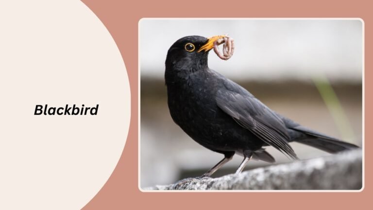 23 Common Types of Thrush Birds: Identification and Features